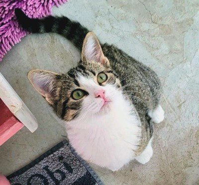 HEIDI & SUGAR – Animal Help Espania e.V.