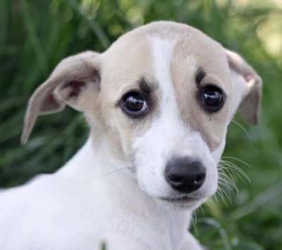 BINTI – Animal Help Espania e.V.