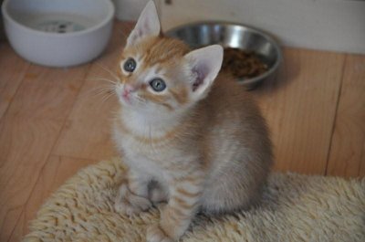 MALCOM – Animal Help Espania e.V.